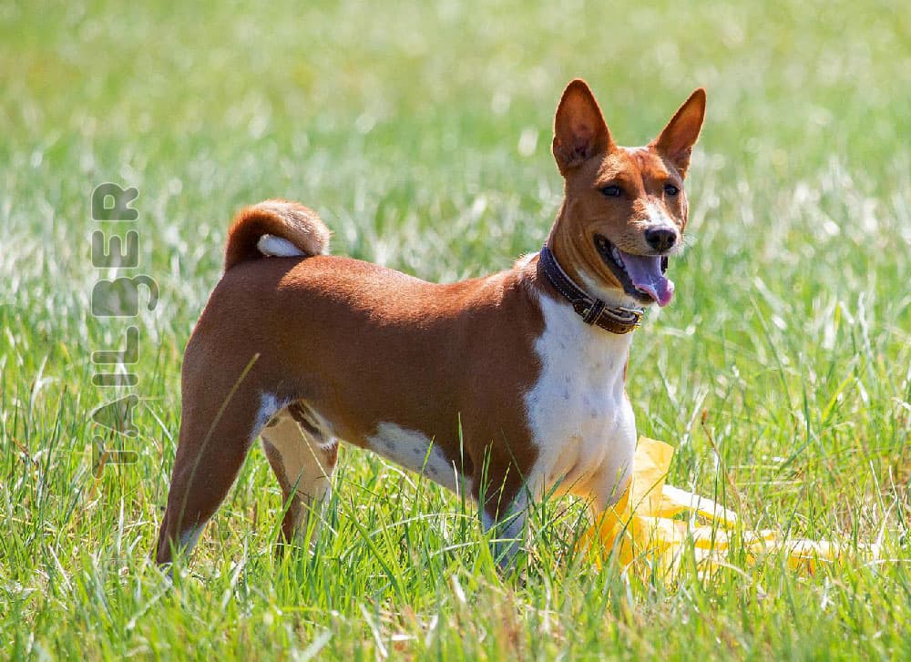Basenji