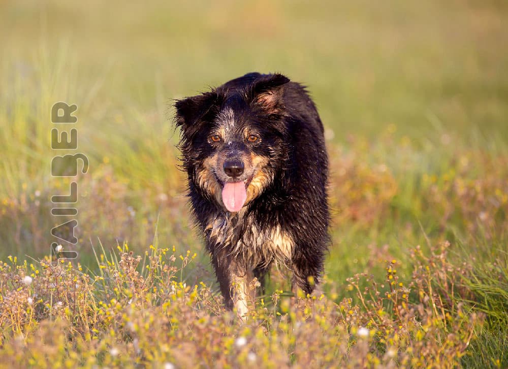 Border Sheepdog